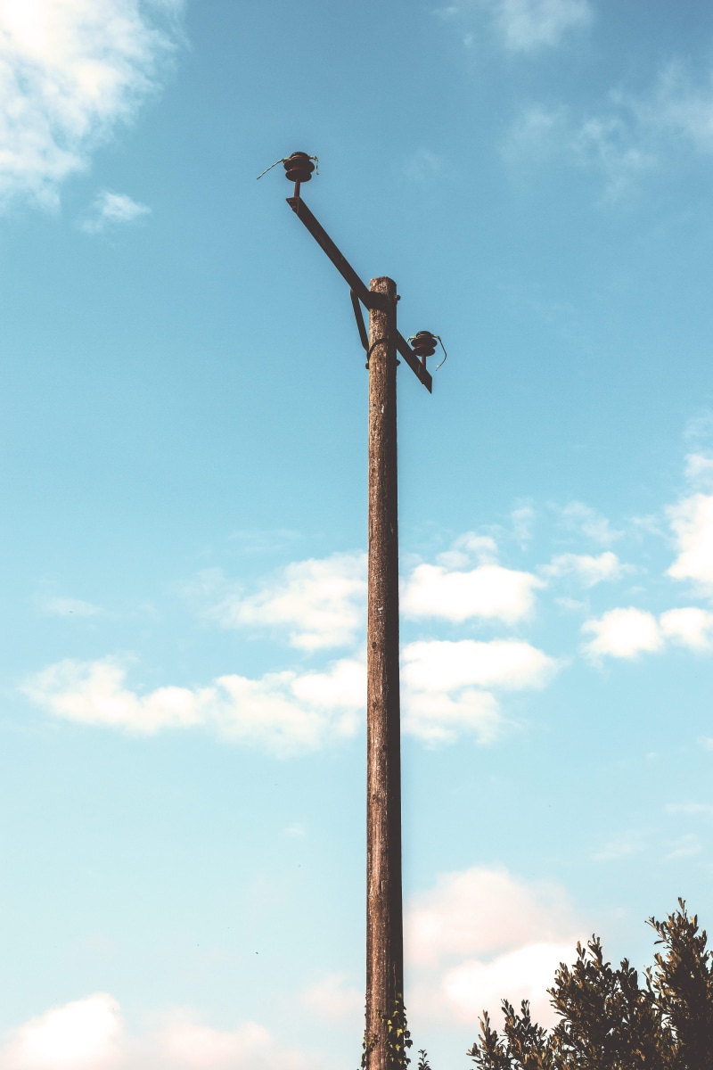 technology, animal wildlife, street light, united kingdom, animals in ...