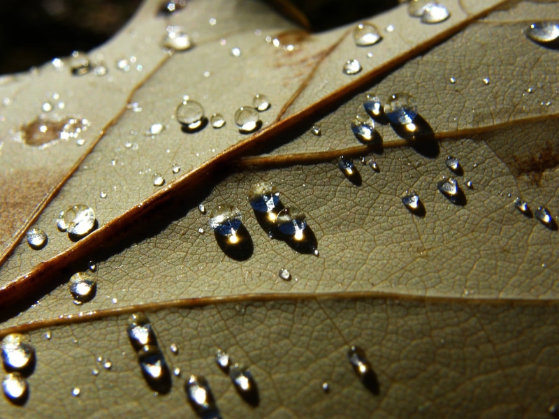 Micro, Art, Drop, Wet, Raindrop, Leaf Storm, Leaf, 2K, Brown, Macro ...