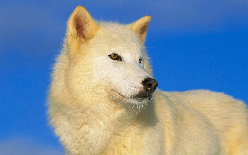 animals, white, arctic wolf, wolf, wolves, 1080P, blue, arctic ...