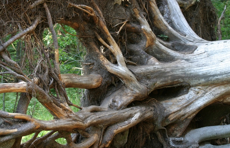 woodland, photo, 2K, no people, tree trunk, dead plant, close, plant ...