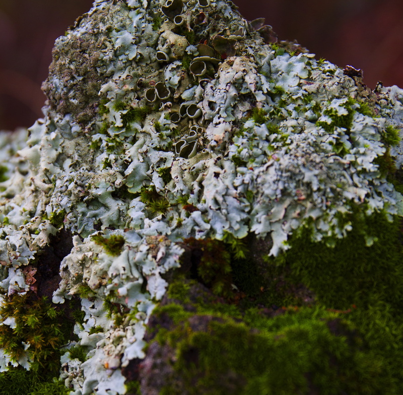 Vulnerability, White Color, Lichen, Lichen Moss, 2K, Nature, Texture ...