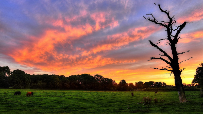 hd image of nature for pc 1920x1080, plant, 1080P, sky, beauty in ...