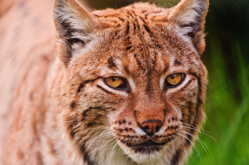 Wallpaper ID: 927685 / beauty, look, portrait, lynx, red, Golden eyes ...