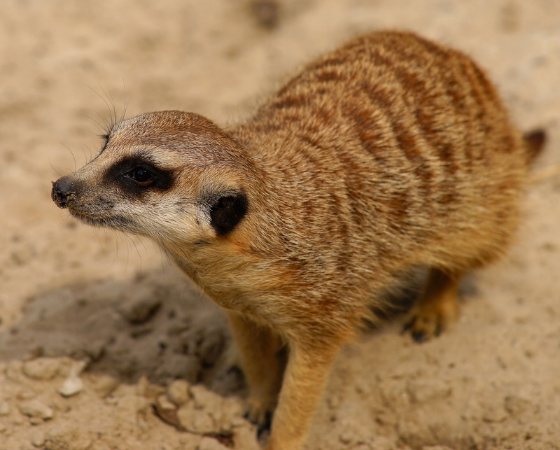 outdoors, meercat, day, looking, animals in the wild, guard, animal eye ...