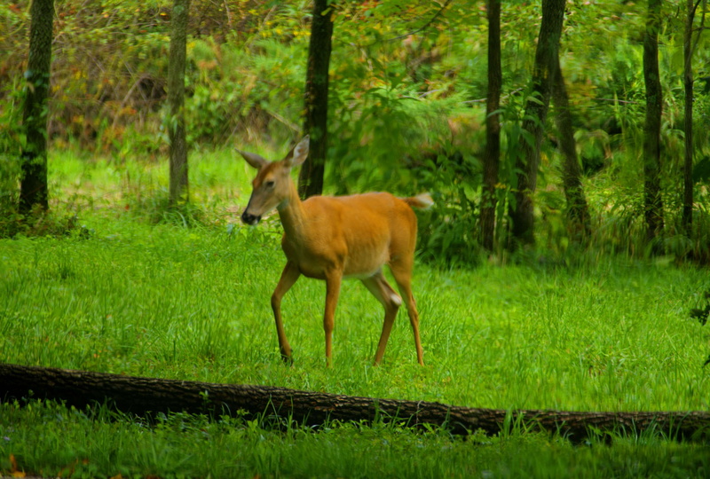 land, animal wildlife, day, animal, animals in the wild, tree, outdoors ...