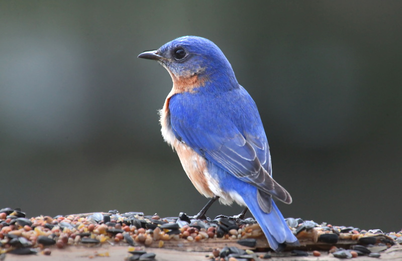 animals In The Wild, white, blue, photo, outdoors, beak, bird, Eastern ...