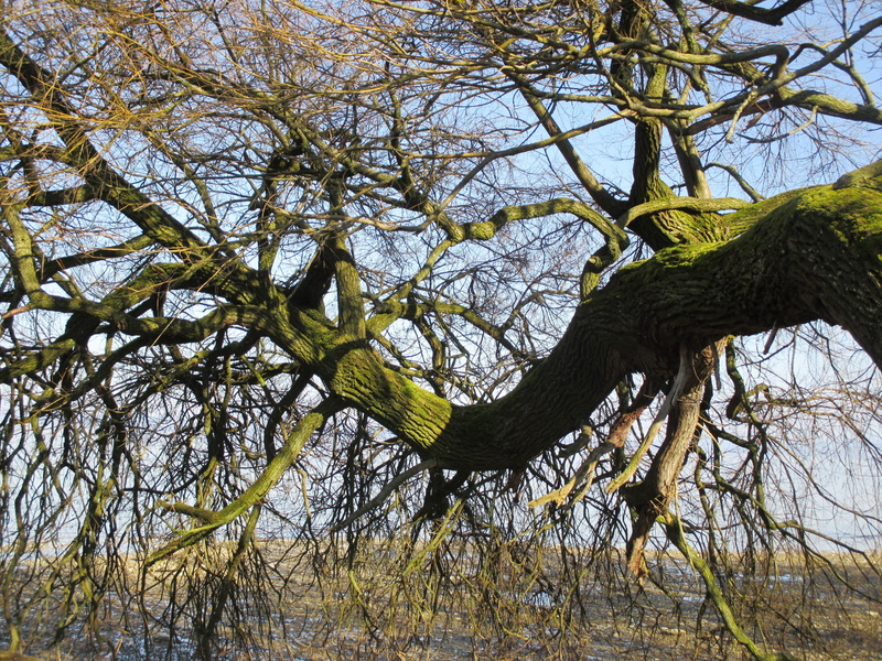bent, outdoors, animals in the wild, beauty in nature, gnarled, Bark ...