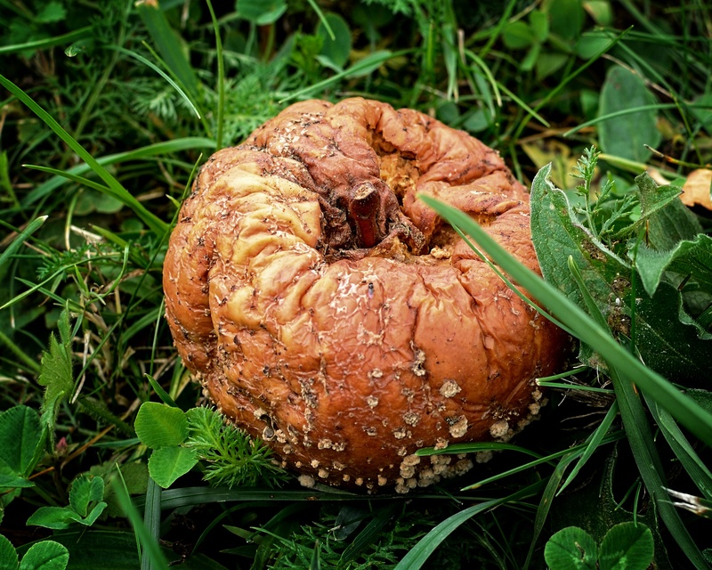 apple, no people, food, rots, reverse gear, fungus, toadstool, blade of ...