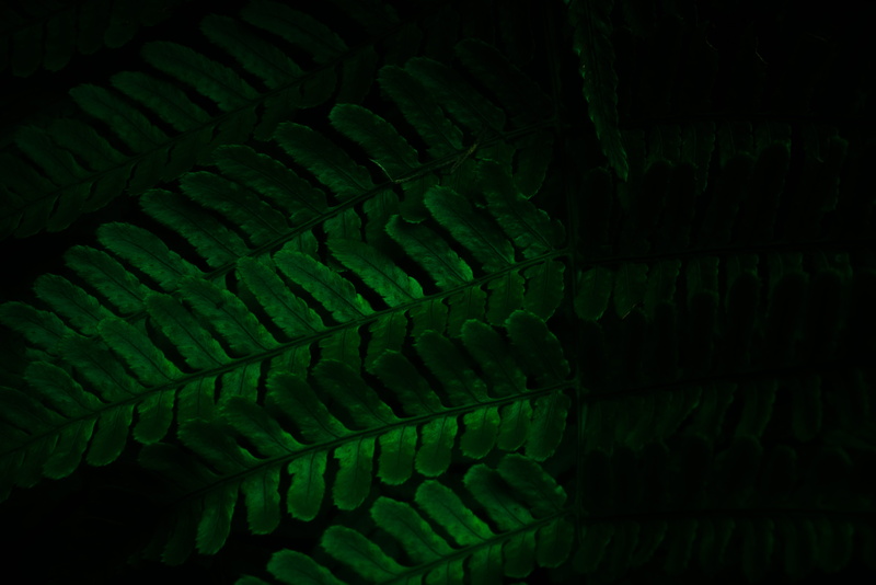 intimate, no People, botany, leafed, abstract, plants, close-up, forest ...