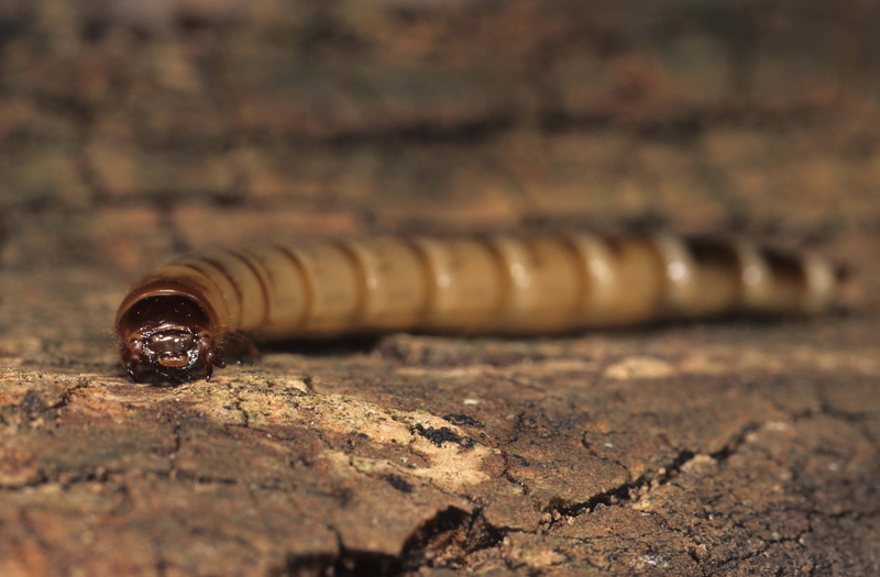 animal themes, brown, superworm, cracks, day, worm, selective focus ...