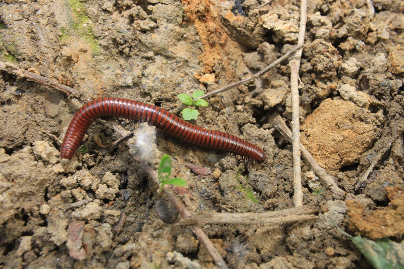 «Arthropods» HD wallpapers