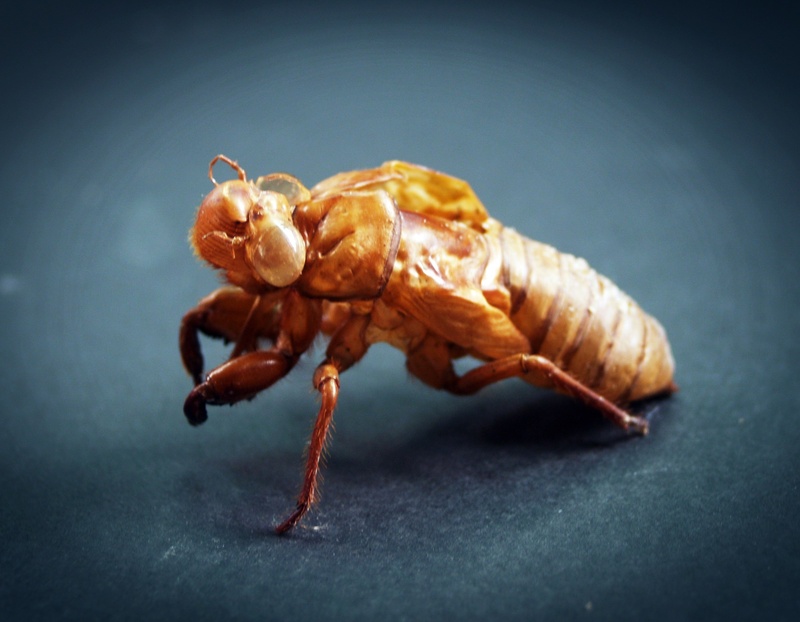 «molt» 1080P, 2k, 4k Full HD Wallpapers, Backgrounds Free Download ...