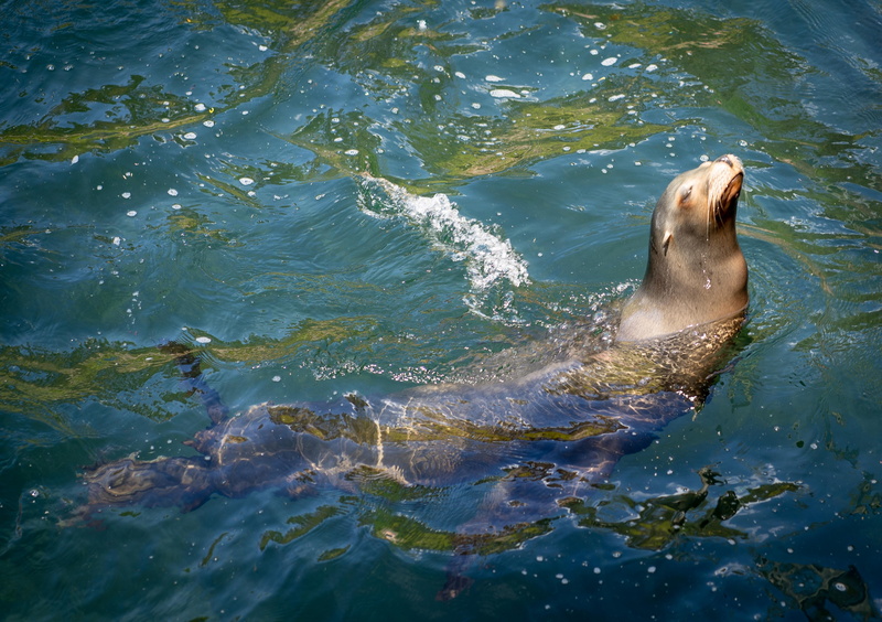 no people, ocean, dolphin, aquatic mammal, underwater, 4K, day, zoo ...