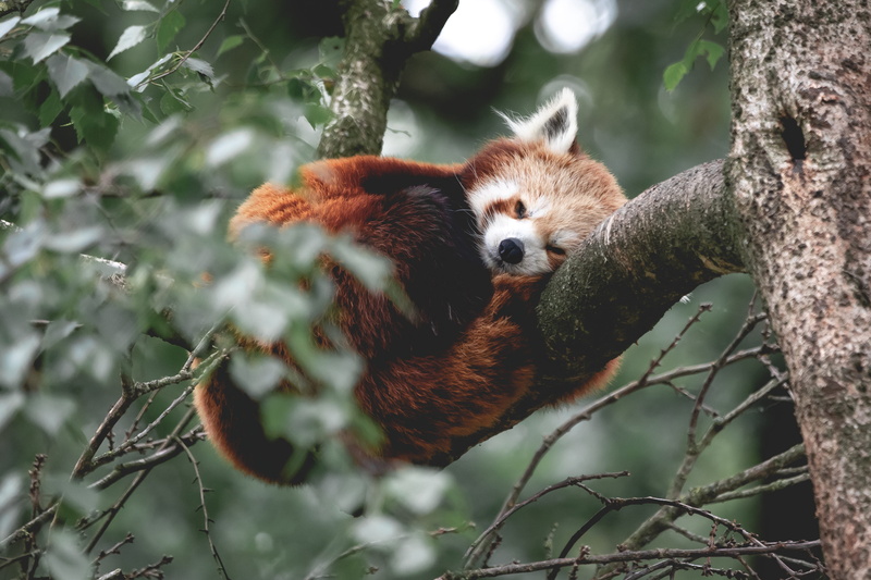 furry, day, relaxation, tree trunk, tree, foliage, panda, 4K, red panda ...
