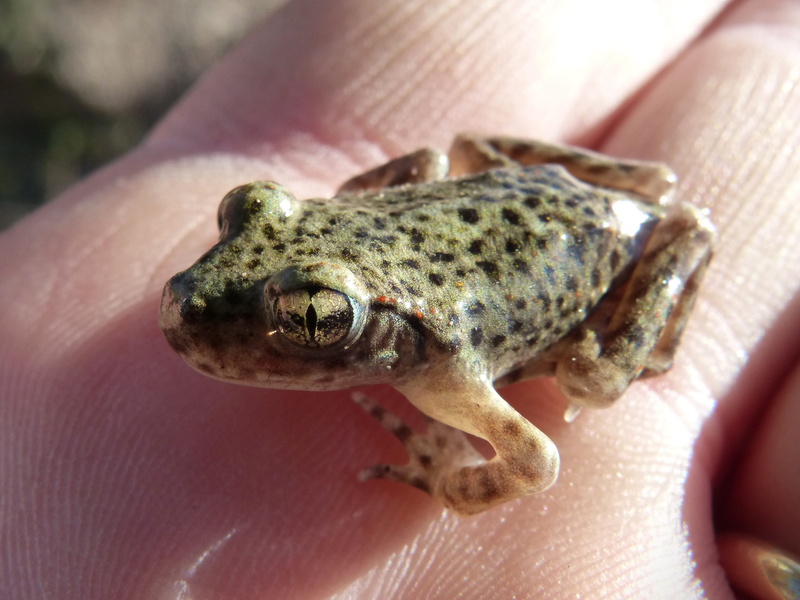 holding, human hand, frog, vertebrate, care, reptile, finger ...