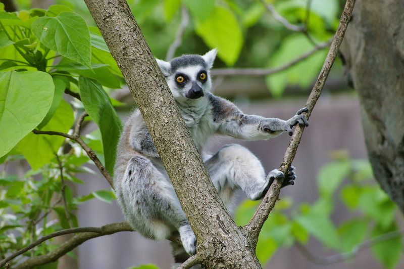 wild, branch, one animal, lemur, cute, animal, fur, madagascar, 2K ...