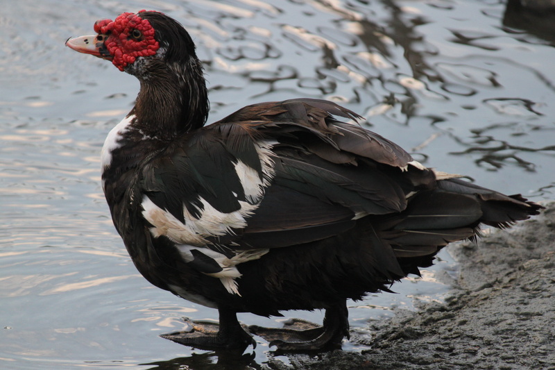 webbed, mallard, animal, animal themes, waddle, animals in the wild ...