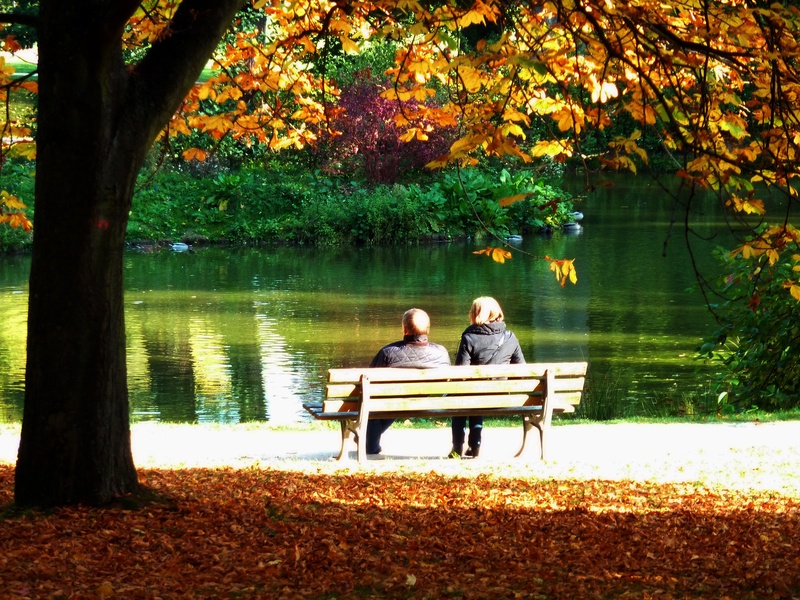 2K, autumn leaf, fall color, outdoor, autumn, walk, maple leaf, autumn ...