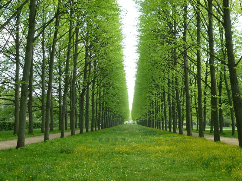 day, beauty in nature, plant, green grass, perspective, treelined ...