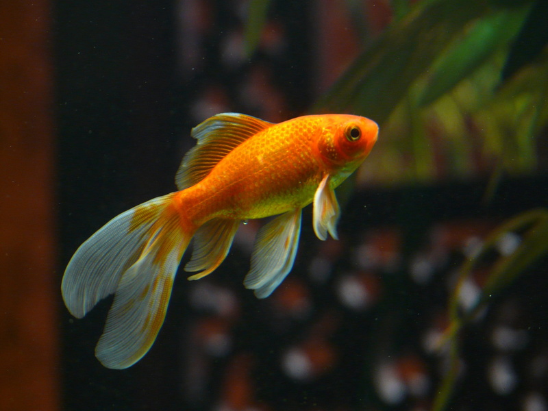 no people, nature, battle, tail, animals in the wild, fish, marine, 4K ...
