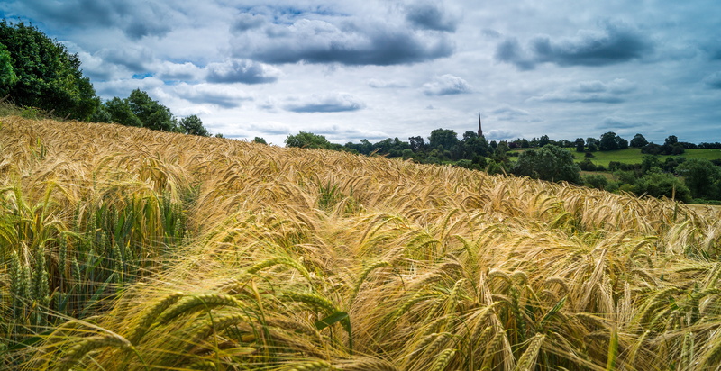 farm, farming, yellow green, nature, grass, bromsgrove, outdoors, green ...