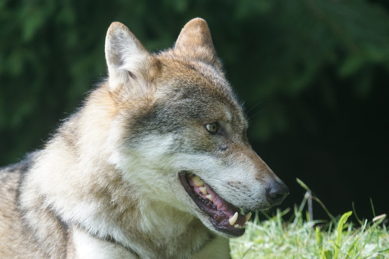 animals In The Wild, animal, close-up, dormant, wolf, 5K, no people ...