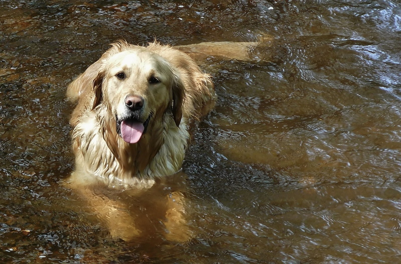 dogs, fur, high angle view, bach, waters, mammal, 1080P, animal head ...