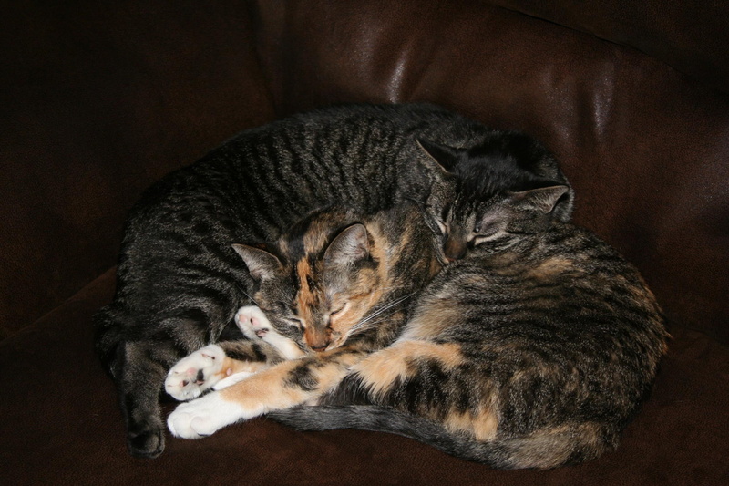 1080P, Animals, Cute, Cats, Peaceful, Rest, Sleeping Hd Wallpaper